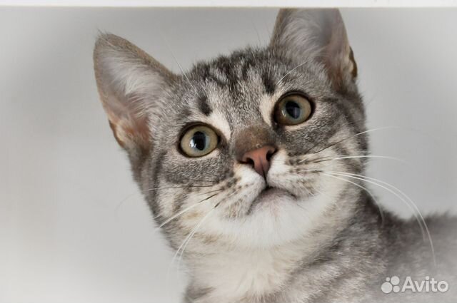 Кошечка-подросток Рианна, 9 мес., ищет дом