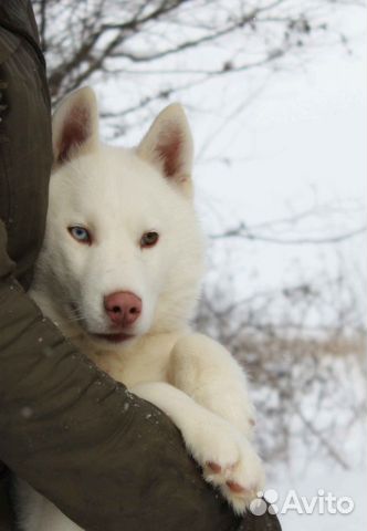 Белый кобель хаски