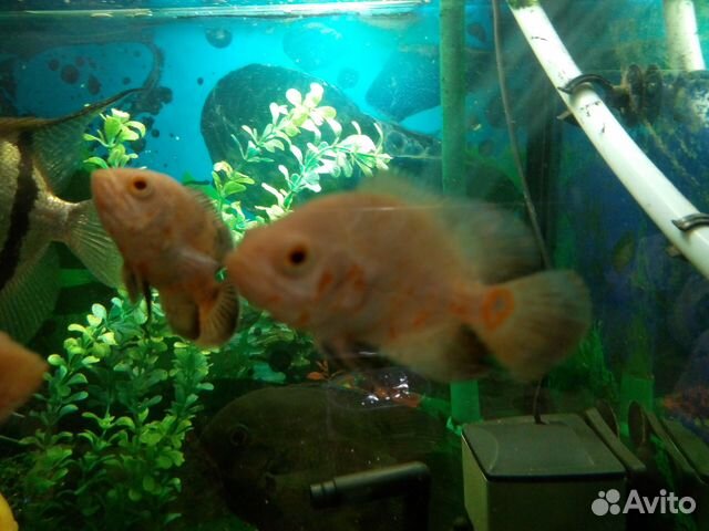 Астронотус