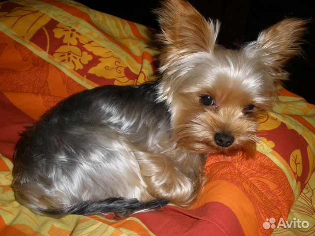 Отдам в хорошие руки