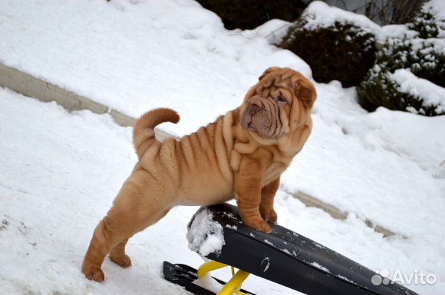 Продаётся складчатое чудо