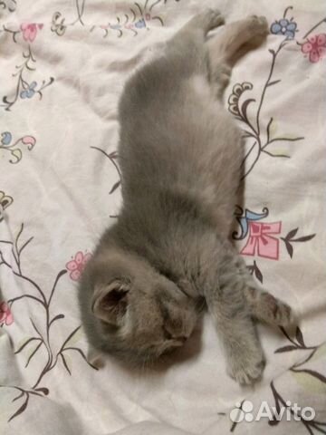 Британский Новогодний котёнок