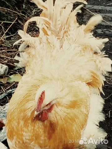 Яйцо породных кур