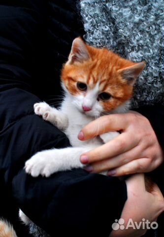 Мальчишка апельсинового цвета