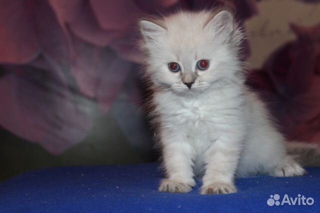 Элитные котята