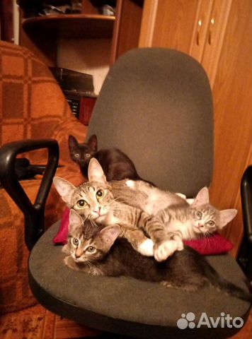 Котятки к новому году