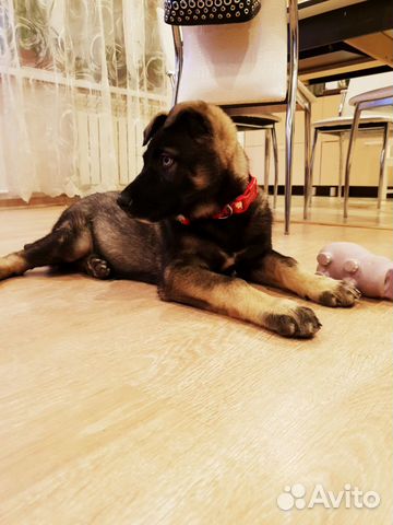 Метис Акиты и Хаски