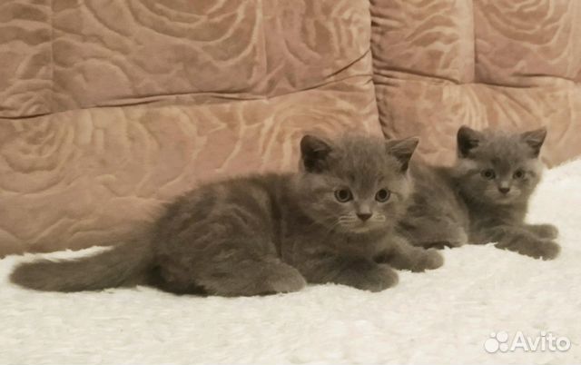 Британская