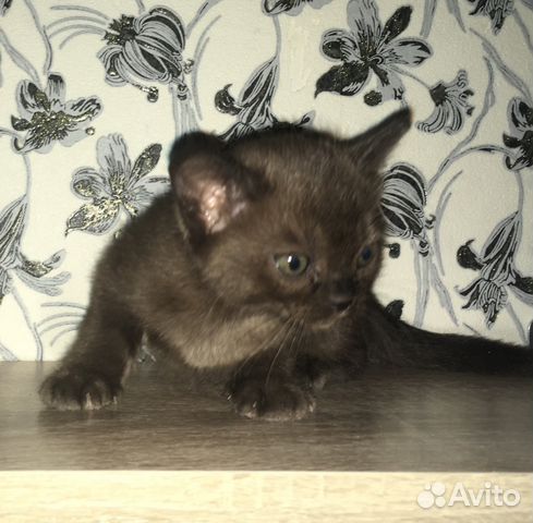 2 Мальчика Бурма (Соболь) с родословной