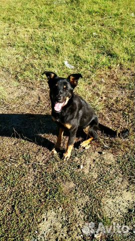 Помесь овчарки