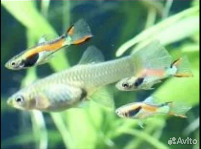 Гуппи Эндлера (Карликовые Гуппи)