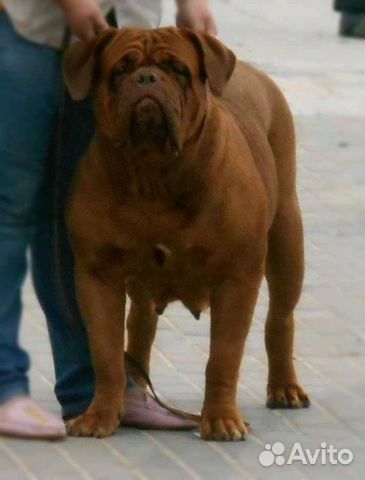 Бордос, щенок