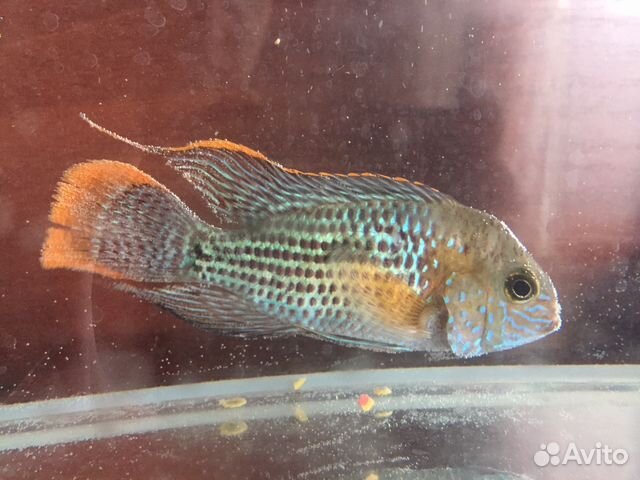 Продам самца Акара