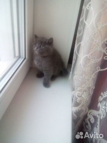 Шотландская скотиш-страйт