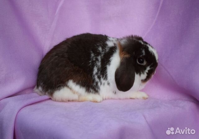 Миниатюрные вислоухие кролики из питомника