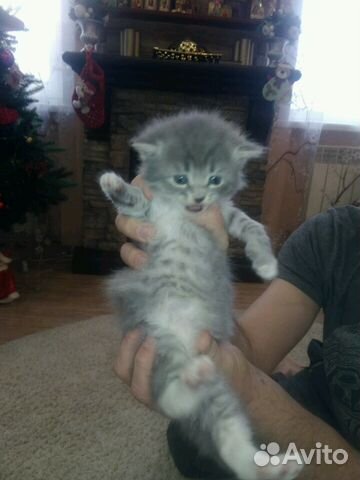 Британские котятки