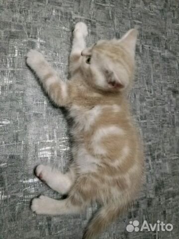 Прямоухий шотландский парень