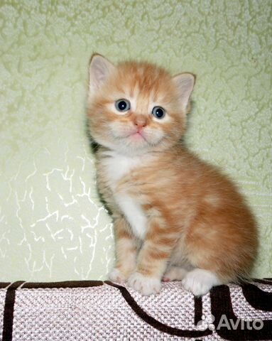 Рыжий котенок метис 1 месяц