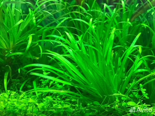 Аквариумное растение - бликса японская