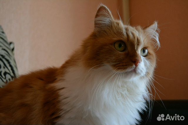 Переменчивая Лина