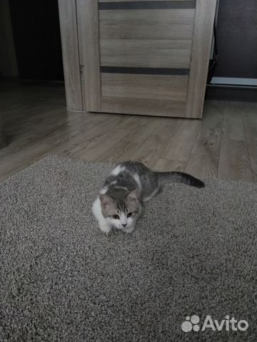 Отдам кошечку