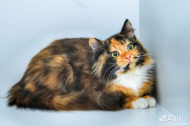 Котёнок Сонечка в хорошие руки