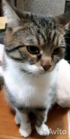 Отдам кота Барсика