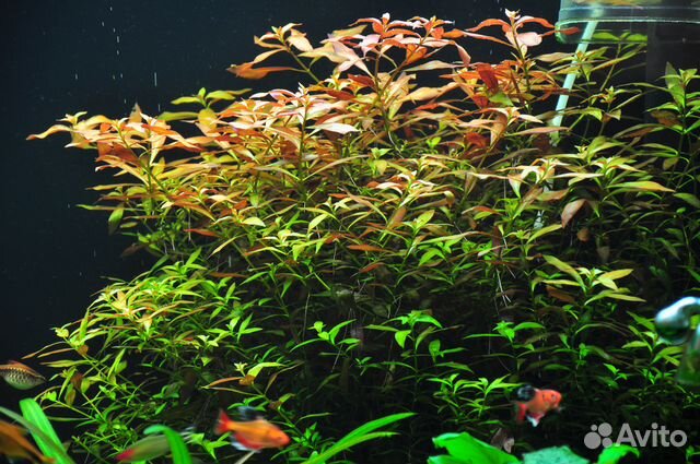 Аквариумное растение людвигия