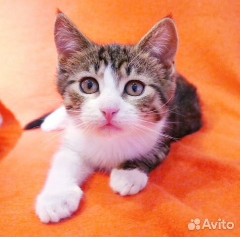 Идеальный ласковый котенок Малявочка Мия