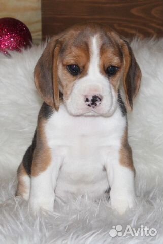 Продаются щенки Бигля от интерчемпиона