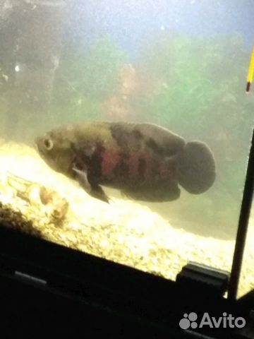 Рыба остронотус