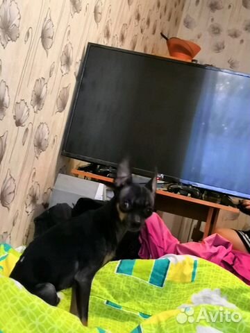 Той терьер мальчик 1год