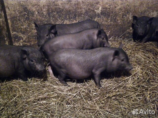 Вьетнамские вислобрюхие поросята и супоросные свин