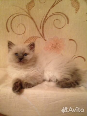 Невская маскарадная