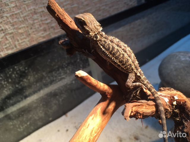 Карликовая бородатая агама
