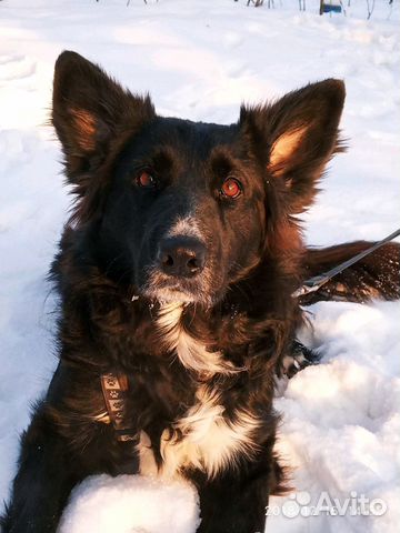 Эрика ищет дом