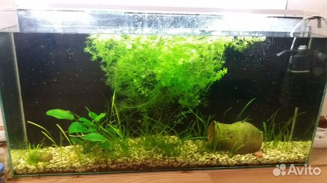 Отдам аквариум