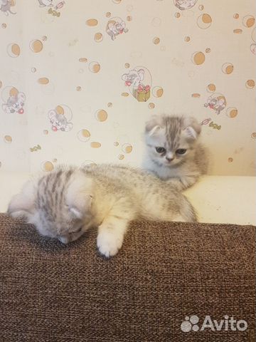 Плюшевые котята шотландские вислоухие