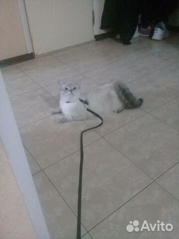 Вязка кошки тайка