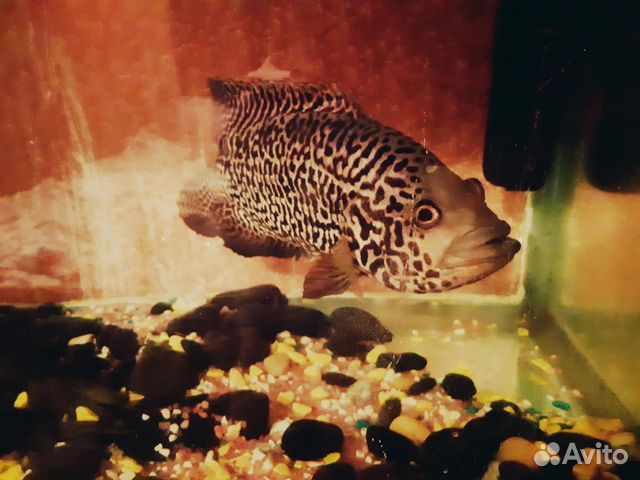 Цихлида (цихлазома манагуанская)