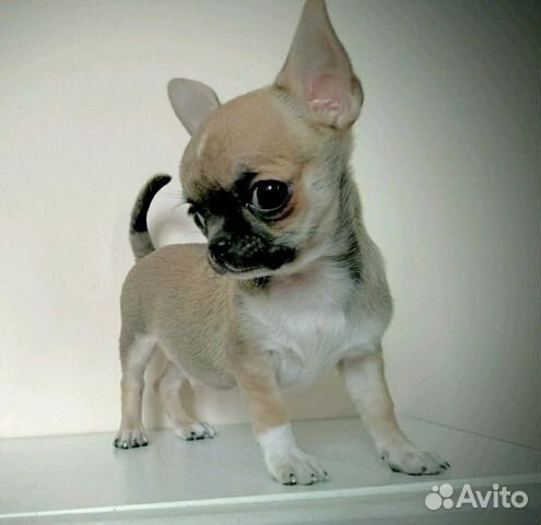 Чихуахуа Мальчик