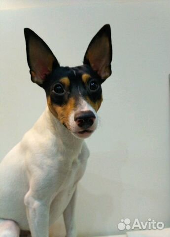 Американский той-фокстерьер вязка случка