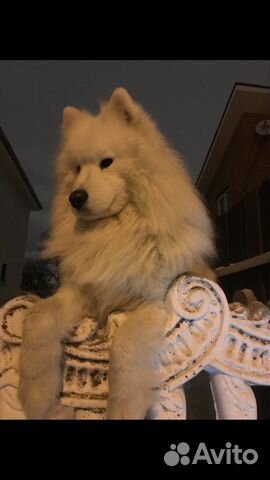 Самоедская лайка, самоед, случка, вязка