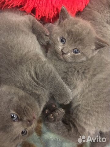 Котенок британец