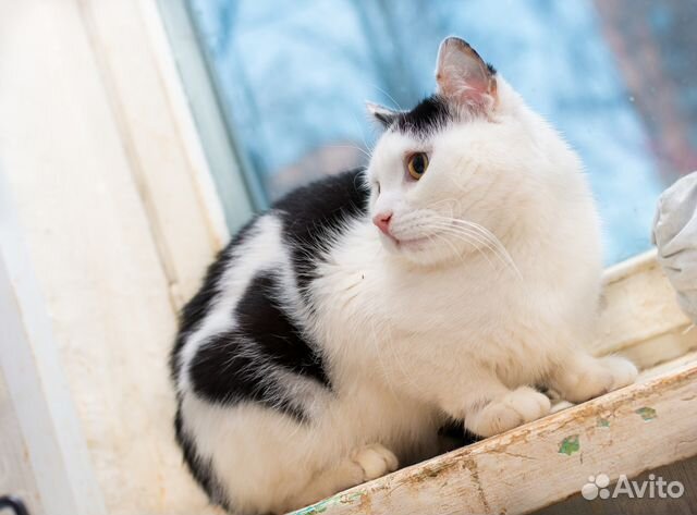 Котик в добрые руки