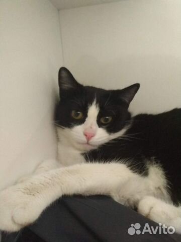 Милейшая кошечка Василиса