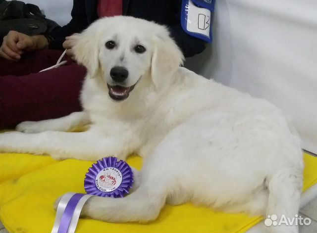 Щенок словацкого чувача