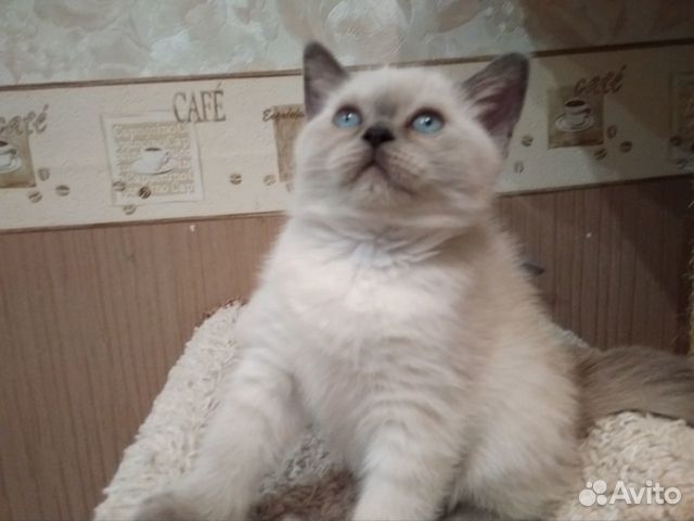 Шотландские котята