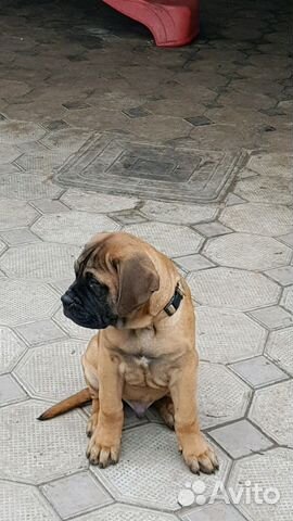 Ямайский Ром