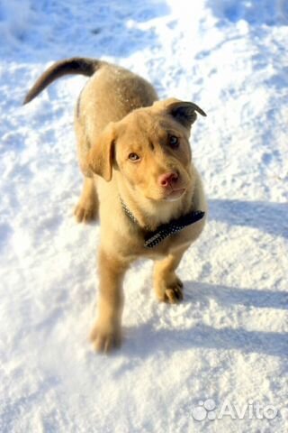 Шоколадный щенок